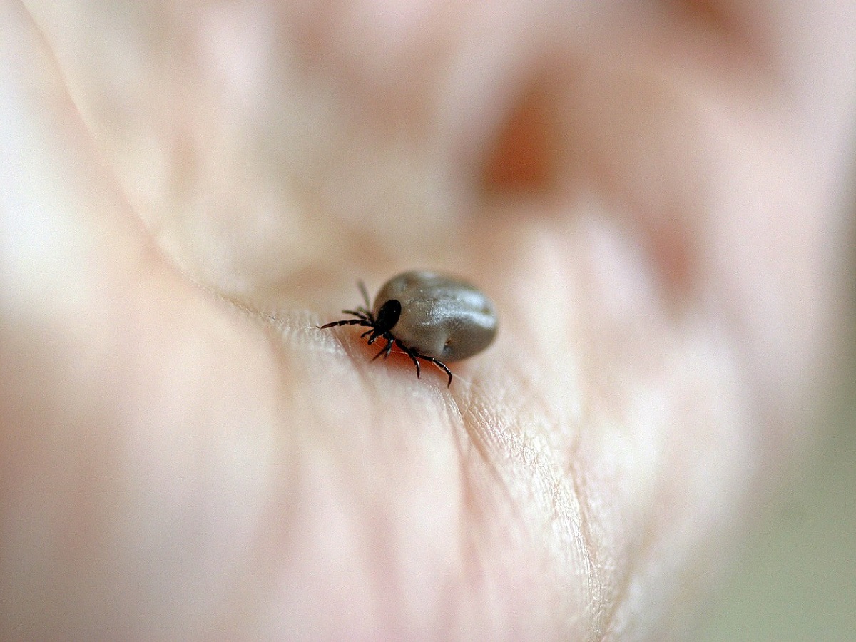 Aumento de garrapatas en España: ¿cómo evitarlas? | Actualidad.es Aumento de garrapatas en España: ¿cómo evitarlas? | Actualidad.es